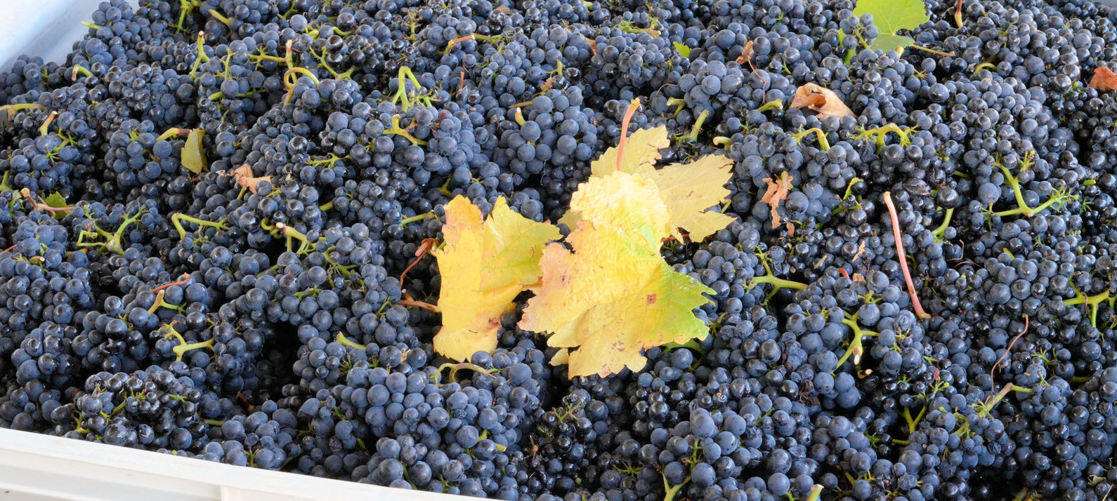 Pinot poles apart - Elitistreview